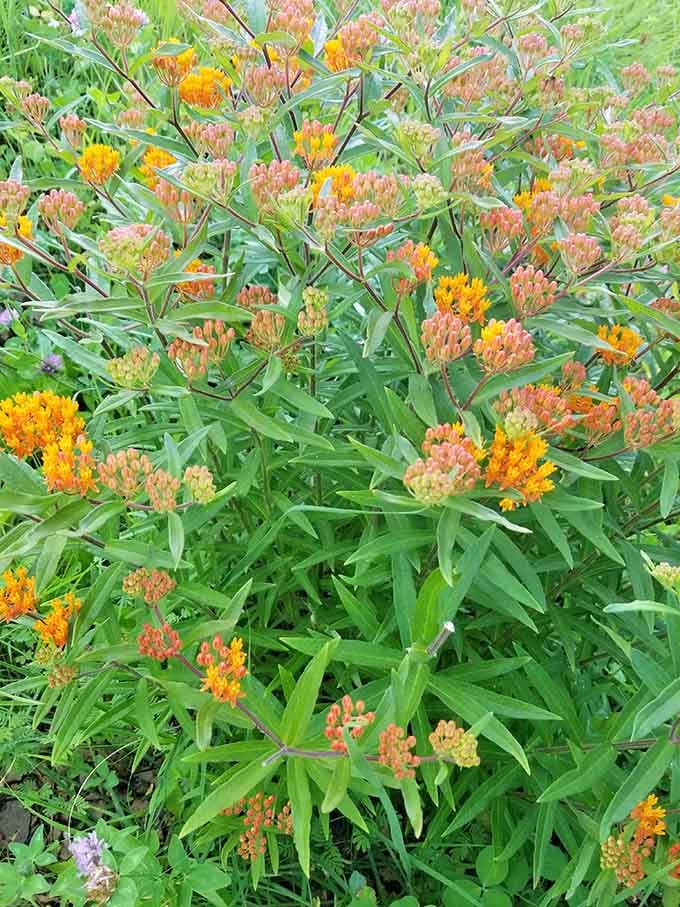 Butterfly weed blooming in coral and gold, proving nature's color palette beats any interior designer's wildest dreams.