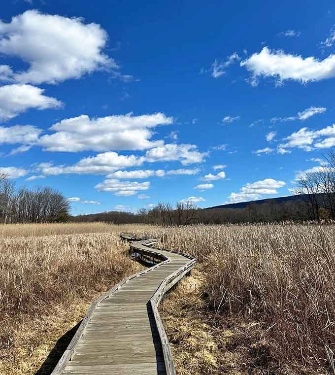 Blue skies and golden reeds create a color combination that would make any artist jealous.