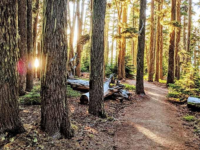 Sunbeams filtering through old-growth forest like nature's own cathedral &ndash; camping here beats any luxury hotel.