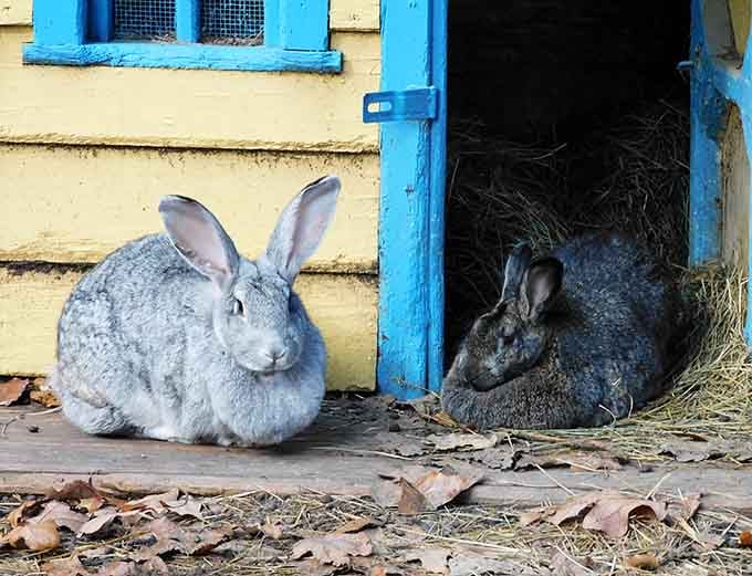 These fluffy residents have mastered the art of lounging like they're on a permanent vacation in bunny paradise.