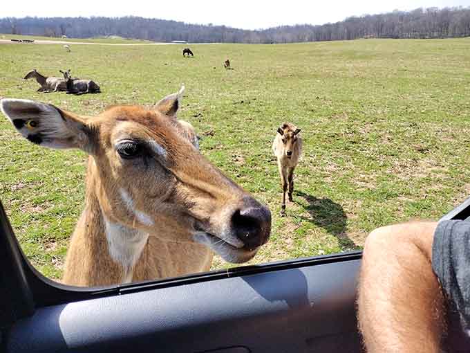 This deer's close-up game is strong, photobombing your safari tour with the confidence of a seasoned Instagram influencer.