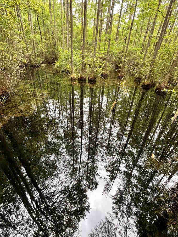 Dark waters mirror the forest canopy, creating a natural Rorschach test that's way more interesting than therapy.