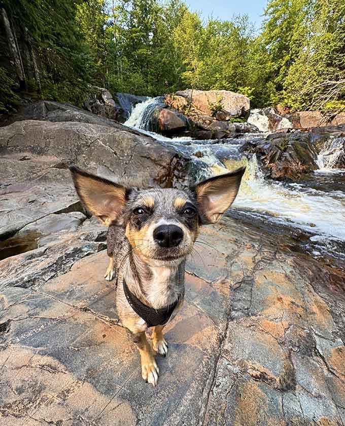 Even the local dogs know a good waterfall when they see one, clearly living their best Upper Peninsula life.