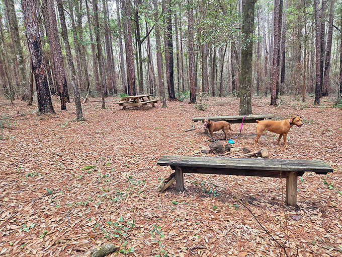 Even the pups know this forest picnic spot beats any backyard barbecue by a country mile.