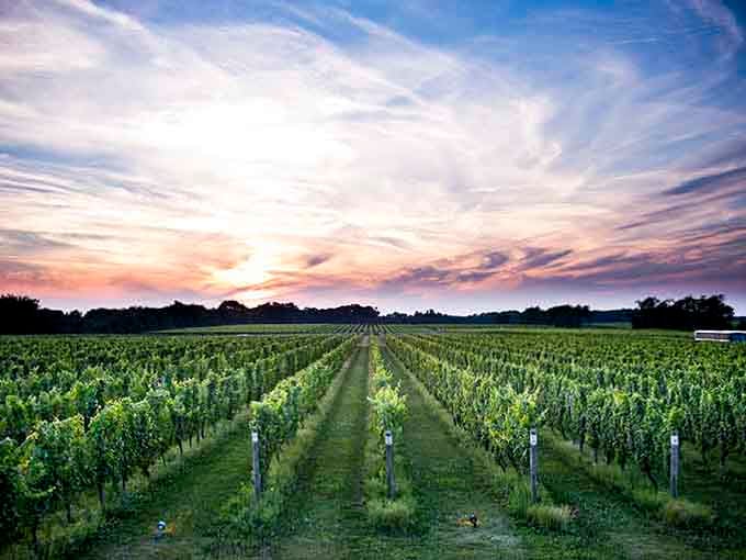 That dramatic sky swirling above perfectly aligned vines looks like nature showing off just a bit.