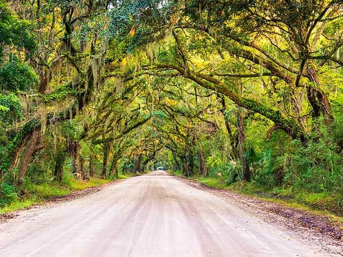 Spanish moss drapes like nature's beaded curtains over this dirt road, creating an enchanted pathway through golden-green light.