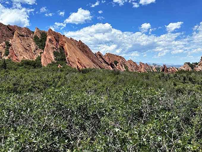 Red rock fins pierce through scrub oak like Earth's own sculpture garden, proving nature's the real artist here.