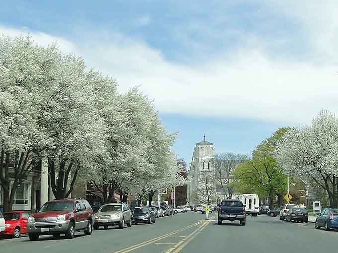 Blooming trees line the street like nature decided to throw a parade for hungry visitors.