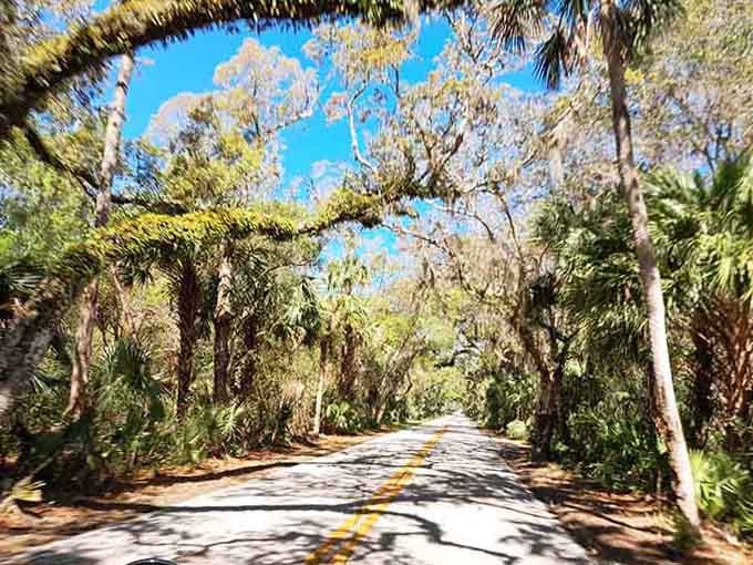 Spanish moss drapes overhead like nature's own welcome banner, creating a tunnel through time on this enchanting canopied drive.