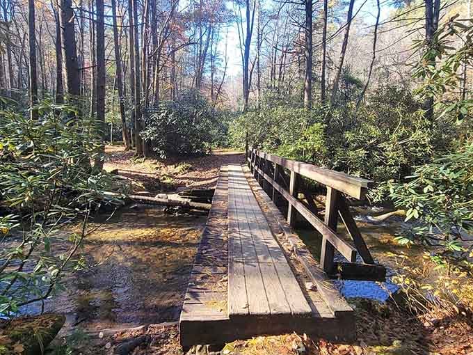 Sunlight filters through the canopy onto wooden bridges that cross babbling streams like nature's own highway system.
