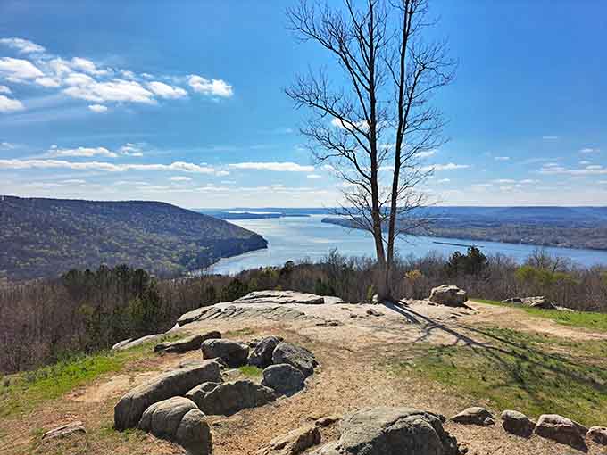 One solitary tree stands guard over a lake view that could calm even your most anxious relative.