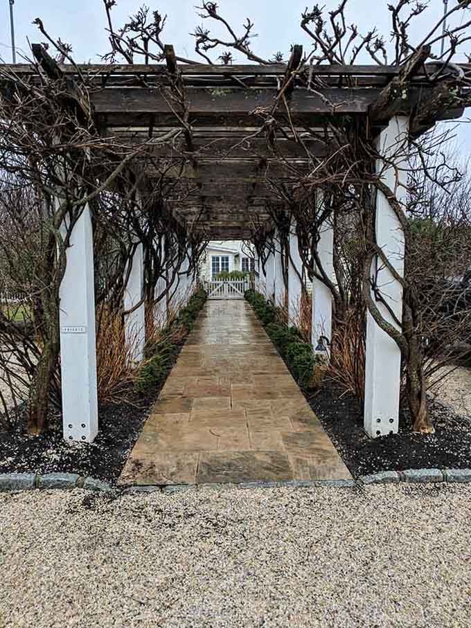 This gnarled vine arbor creates a dramatic entrance that feels like walking into a secret garden.