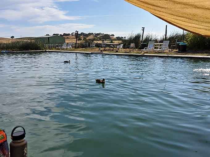 Even the ducks know a good thing when they find it, paddling around this peaceful mineral-fed swimming paradise.