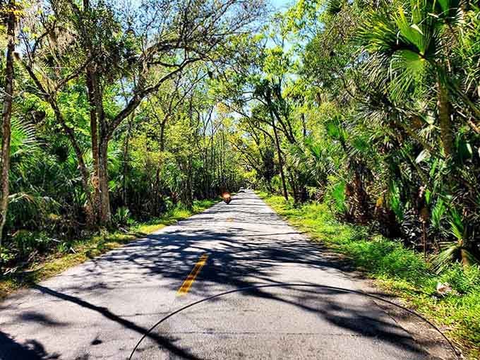 Sunlight dances through ancient branches onto the pavement, transforming an ordinary road into something straight out of a storybook.