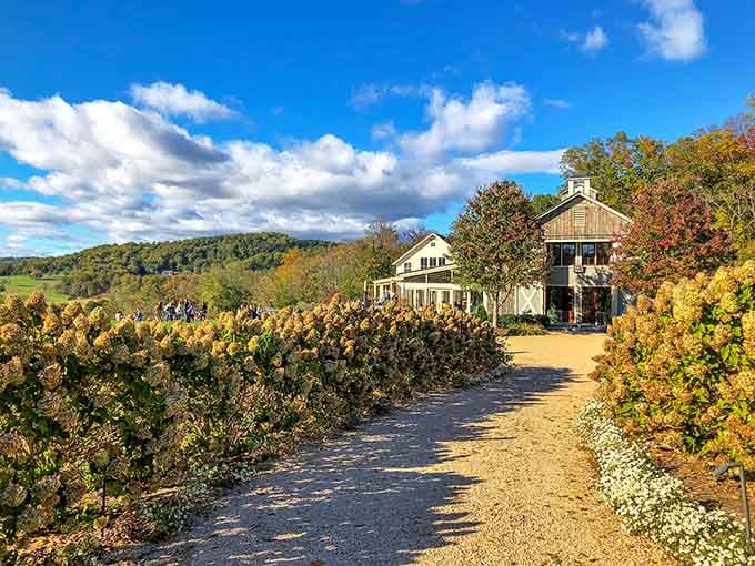 Golden autumn vines frame the path to wine country bliss, where every season paints a different masterpiece.