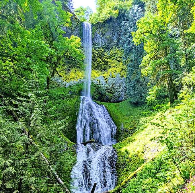Sunlight catches the narrow ribbon of water as it drops through a moss-lined amphitheater of ancient rock.