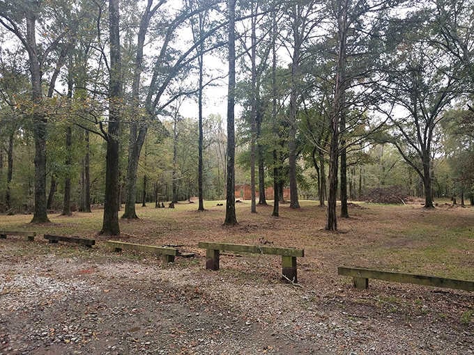 Towering trees stand guard over empty picnic tables, their branches creating cathedral-like spaces in this hushed woodland.