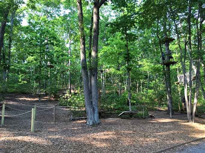 These forest trails wind through towering trees, creating a natural obstacle course that challenges every adventurer.
