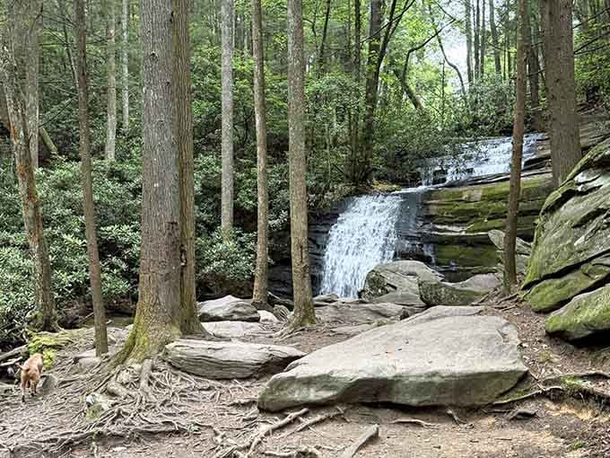 A peaceful waterfall tumbles over ancient rocks, offering the kind of serenity your cardiologist keeps recommending.