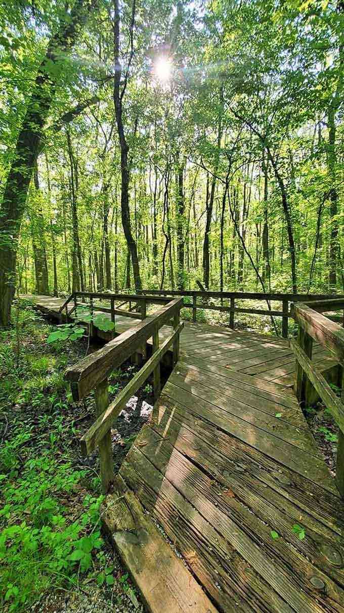 Sunlight filters through the canopy like nature's own spotlight, illuminating this winding boardwalk through the emerald forest below.