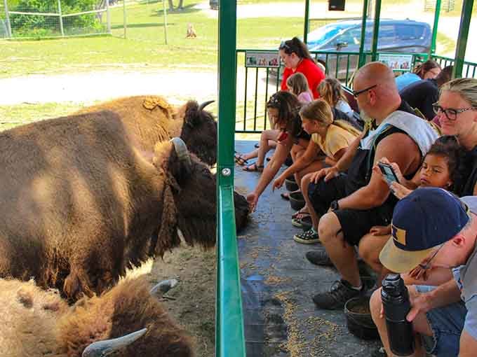 Kids discovering that camels are real and not just emoji: priceless educational moments happening live.