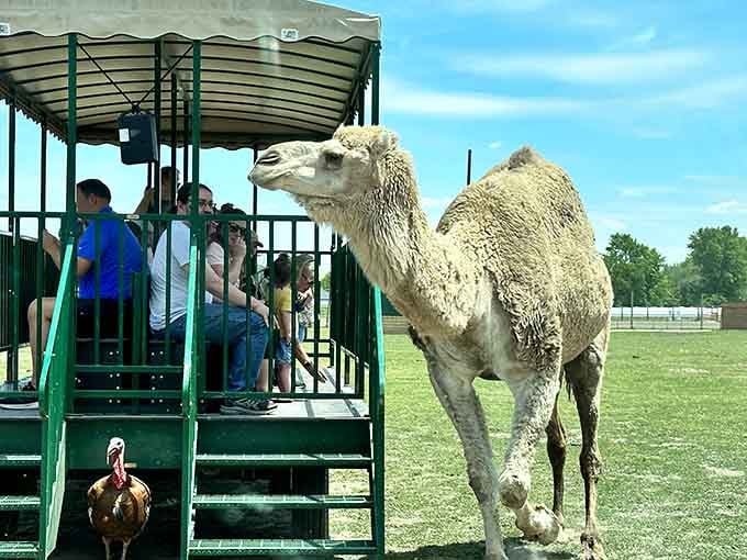 That camel's expression suggests it's seen this exact same tourist excitement approximately 47 times today already.