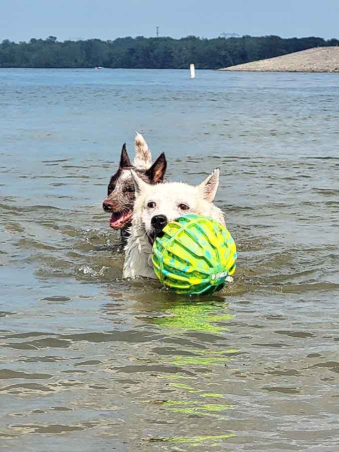 Pure joy captured in canine form, complete with watermelon ball and the kind of enthusiasm we should all embrace.