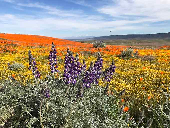 Purple lupines photobomb the golden show, adding their own flair to nature's most colorful collaboration.