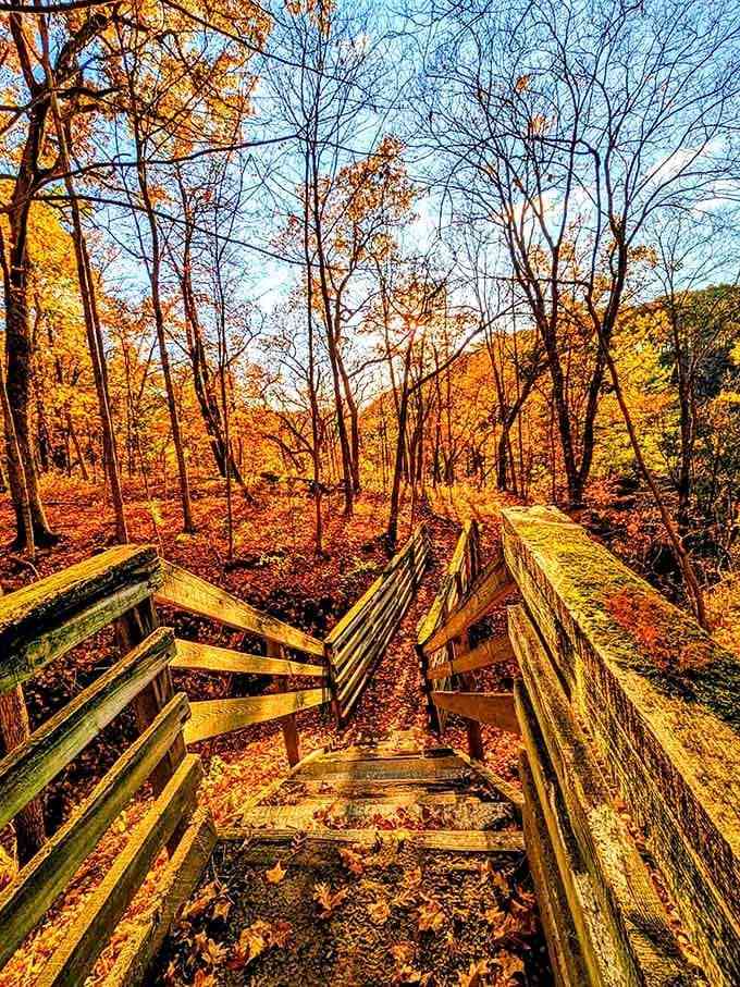 Autumn transforms these wooden stairs into a gateway through a golden wonderland worth every step.