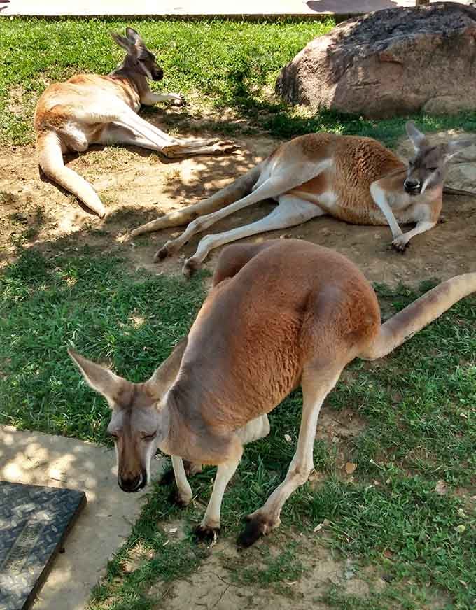 These kangaroos have mastered the art of relaxation better than most retirees in Florida, just lounging without a care.