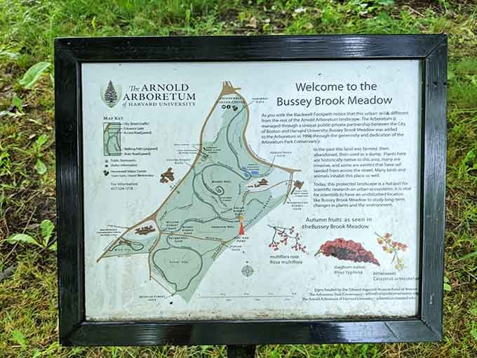 Bussey Brook Meadow's map reveals nature's secret pathways, turning casual strollers into confident explorers of 281 acres.