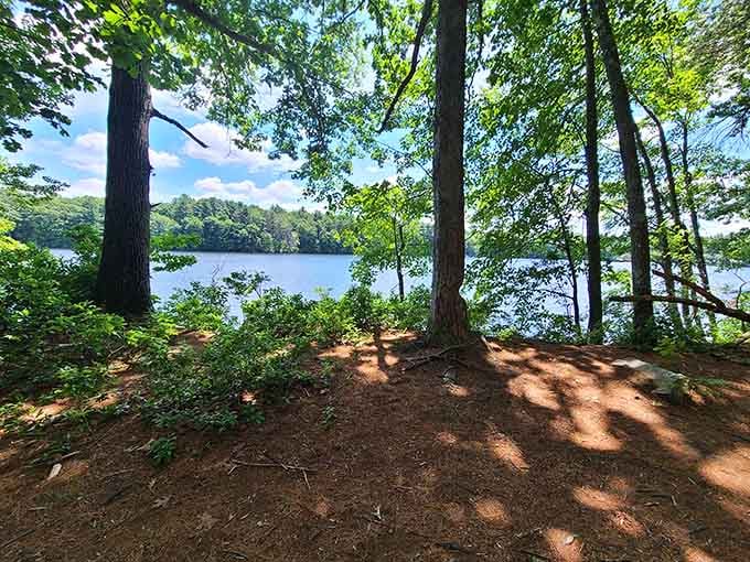 Sunlight filtering through the trees creates the kind of moment that makes you forget you left your phone in the car.