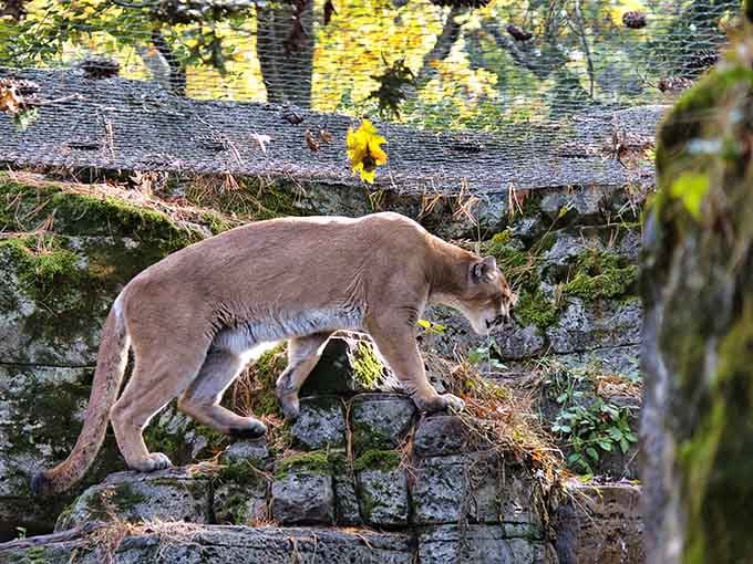 This cougar moves like liquid gold, reminding you why wildcats have captivated humans for millennia.