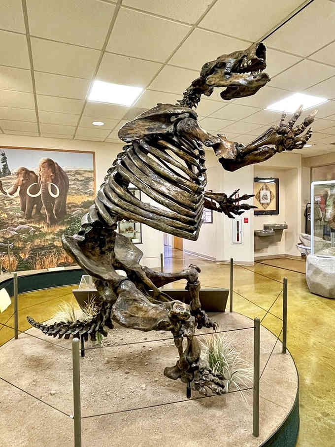 Meet a Harlan's Ground Sloth skeleton that makes your back problems seem pretty manageable by comparison, doesn't it?