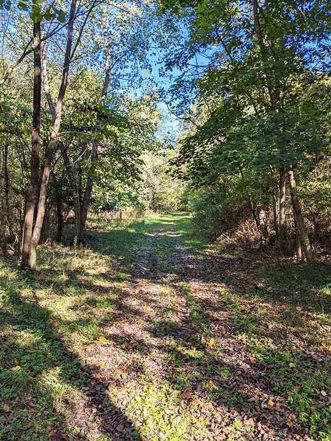 This sun-dappled trail whispers "take a walk" louder than your doctor ever could at your last checkup.
