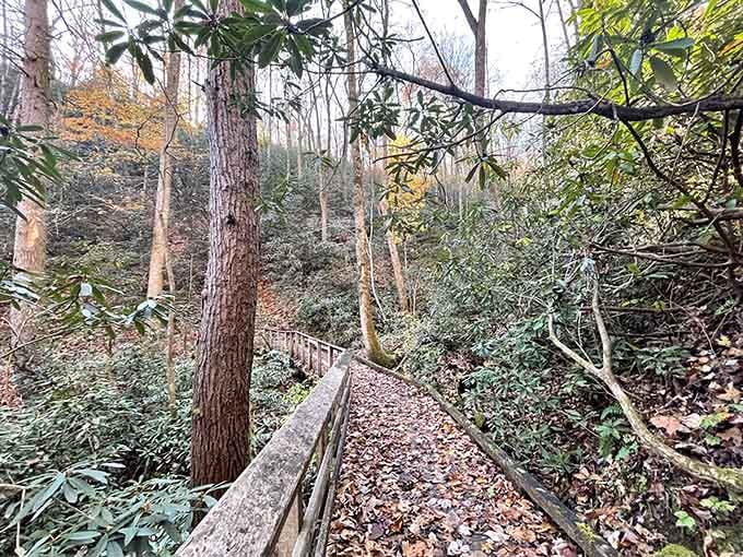 Forest trails that whisper "turn off your phone" louder than any meditation app ever could.
