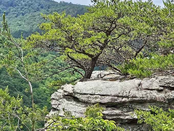 That lone tree clinging to the cliff edge has more determination than most people show before their morning coffee.