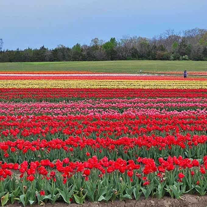 Horizontal stripes of color that would make even the most dedicated gardener weep with joy and envy.