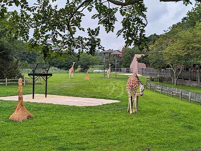 Giraffes grazing peacefully in their enclosure, because sometimes the best safari is closer than you think.