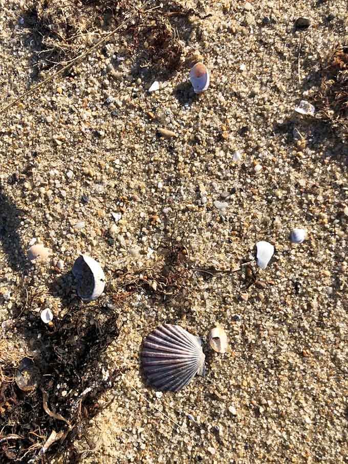 Nature's own treasure hunt scattered across the sand, each shell telling stories older than your favorite black-and-white movies.