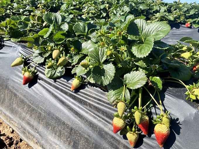 Berries in various stages of ripeness remind you that patience is a virtue, but eating them immediately is divine.