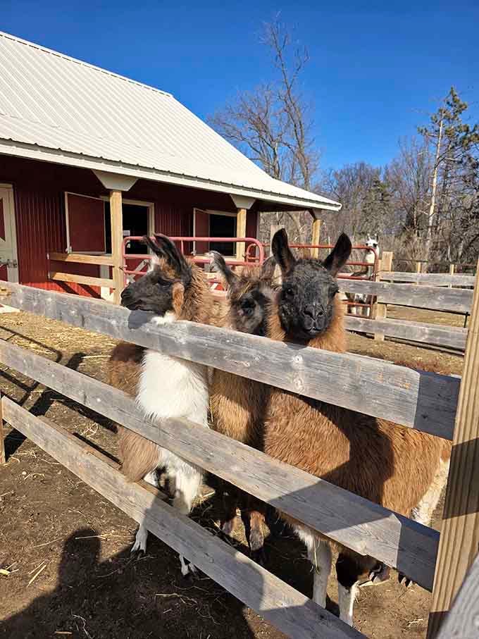 When llamas line up at the fence like this, they're either plotting something or auditioning for a band.