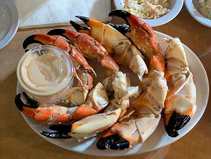 Stone crab claws so fresh and sweet, you'll wonder why anyone bothers with fancy restaurants.