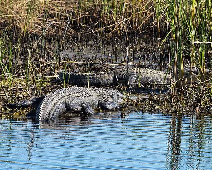 Multiple alligators lounging by the water prove that South Carolina's retirement communities aren't just for humans anymore.