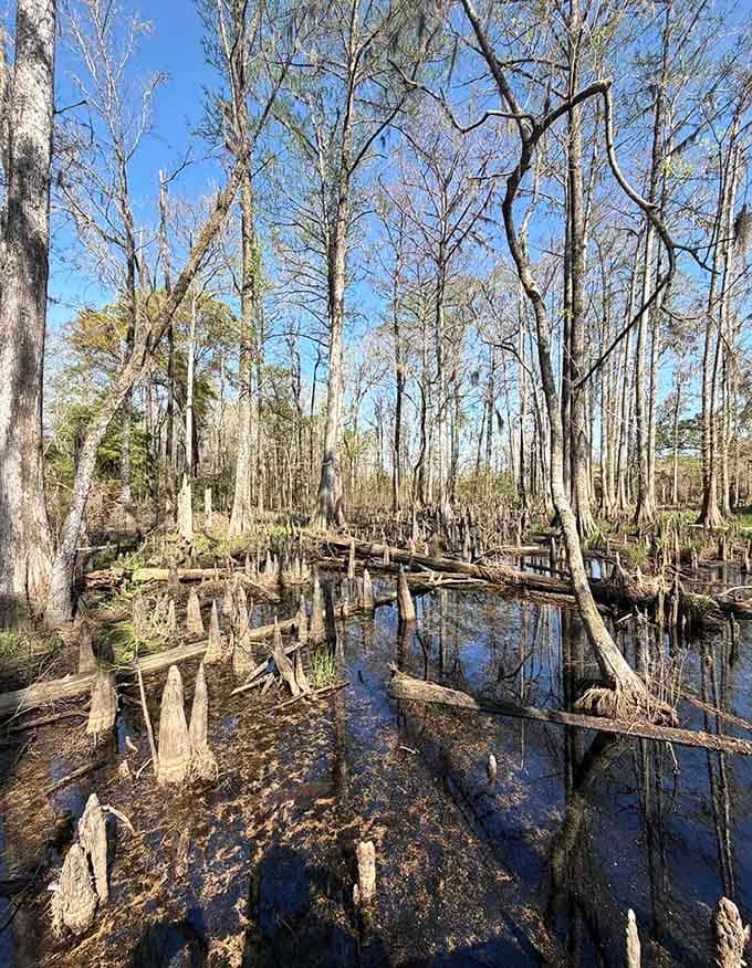 Cypress knees rise from tea-colored waters like ancient sculptures, reminding you that nature's the original artist here.