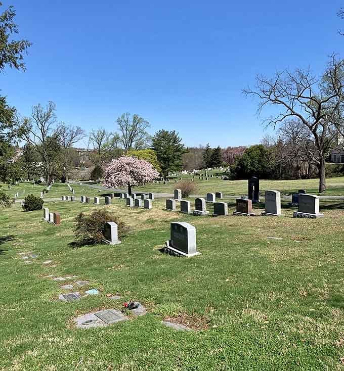 Spring blossoms add unexpected bursts of color, reminding visitors that beauty and remembrance walk hand in hand.