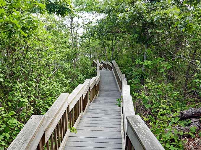 These wooden boardwalks wind through nature like the world's most peaceful choose-your-own-adventure book, minus the dragons and bad decisions.