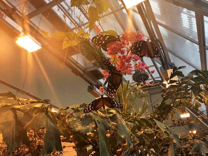 Multiple butterflies gathering for their afternoon nectar break, proving even insects appreciate a good happy hour tradition.