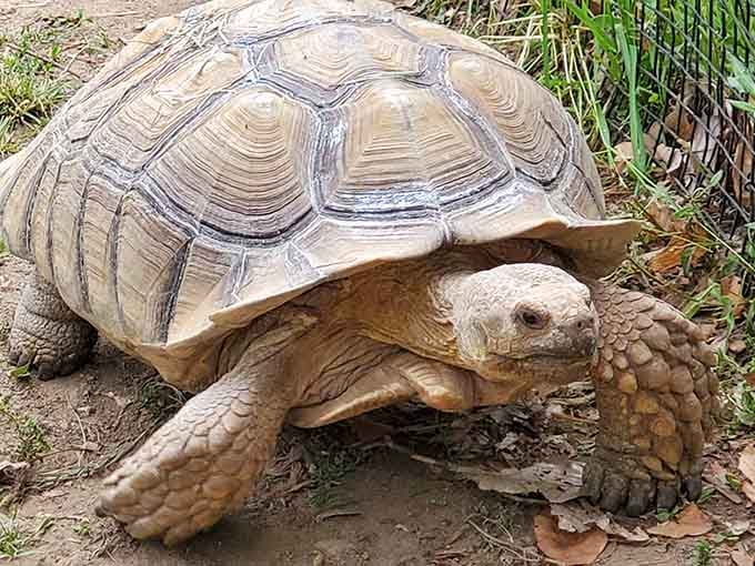This ancient tortoise moves at a pace that makes DMV lines look positively speedy by comparison.