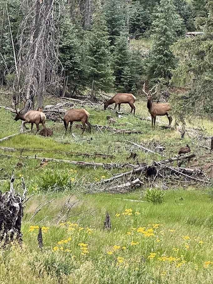 Nothing says "welcome to the wilderness" quite like a herd of elk casually grazing roadside.